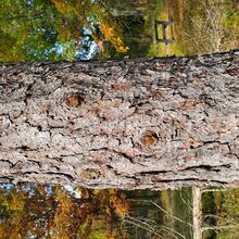 Balsam Fir | CMP Tree Selection Tool